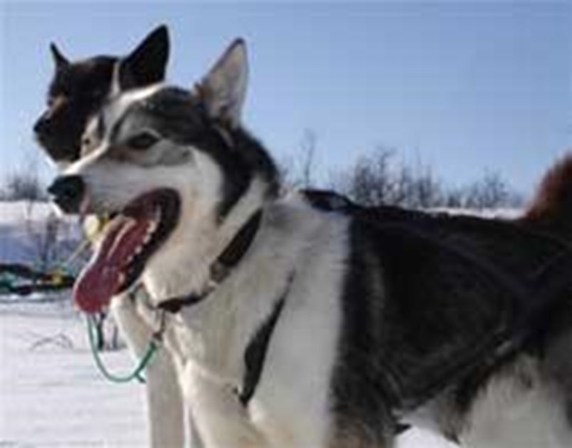 Lynne Daniels is fundraising for Dogs Trust