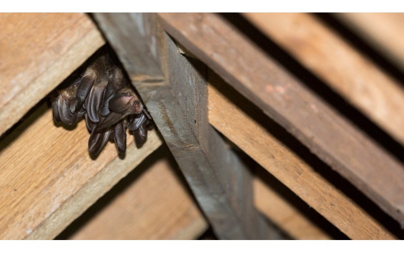 Help us fight bat crime - JustGiving