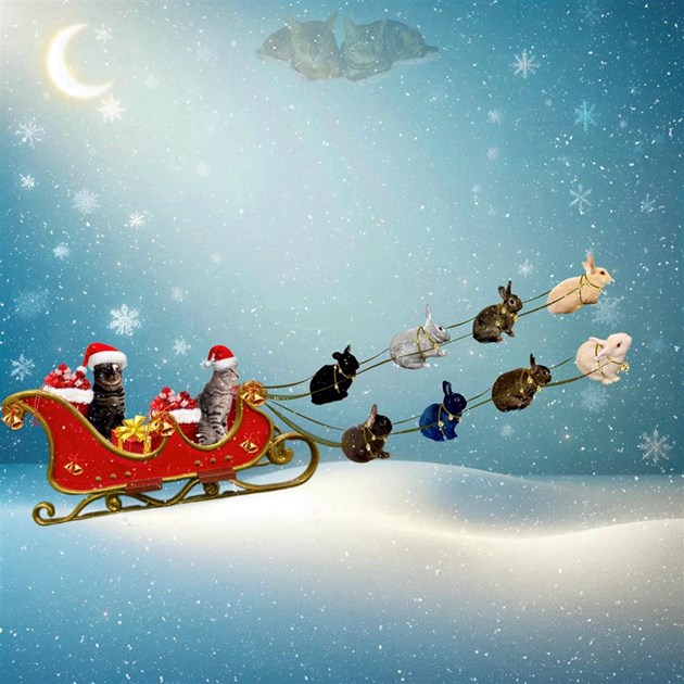 Alice Gilbert is fundraising for Blue Cross