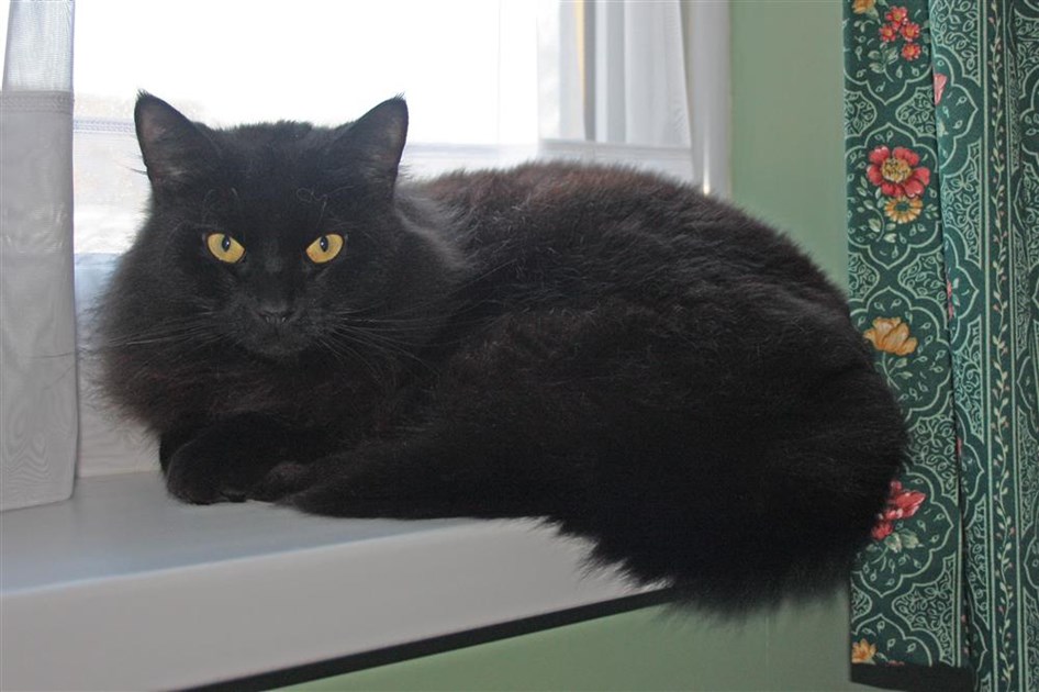 Laurence Leng is fundraising for Cats Protection