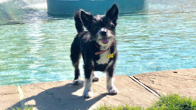 Bethany Corder is fundraising for Battersea