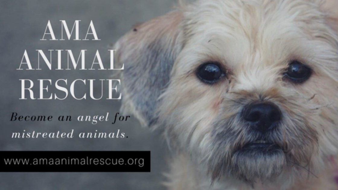 Caroline Plank is fundraising for Ama Animal Rescue Incorporated