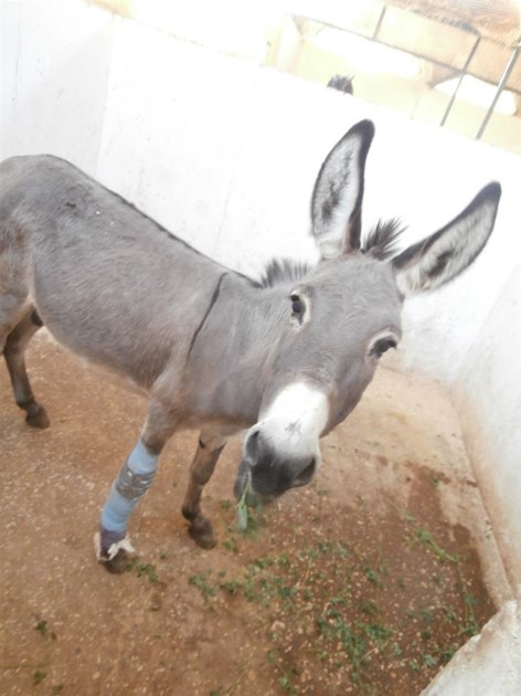 Helen Collins is fundraising for ACE (Animal Care in Egypt)