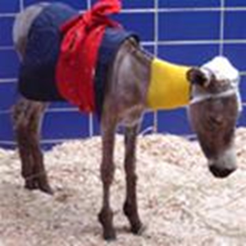 Donkey Sanctuary is fundraising for The Donkey Sanctuary