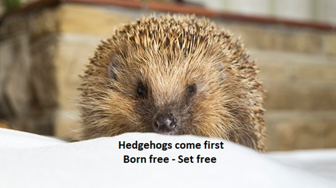 Hayley Grocock is fundraising for Andrew's Hedgehog Hospital