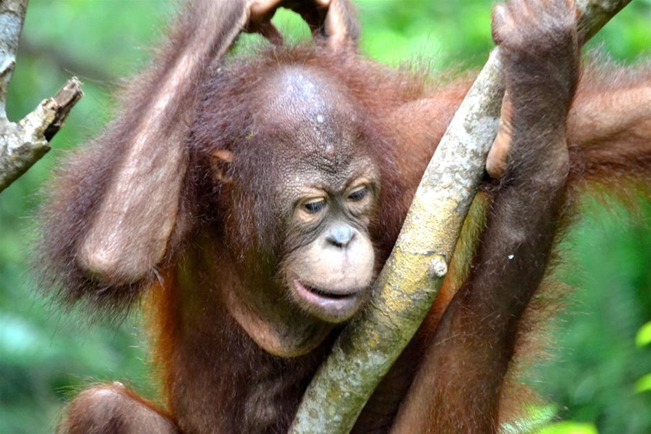Georgina Marriott is fundraising for Borneo Orangutan Survival