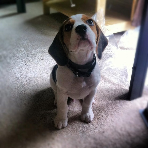 Killian Gaffney is fundraising for Medical Detection Dogs