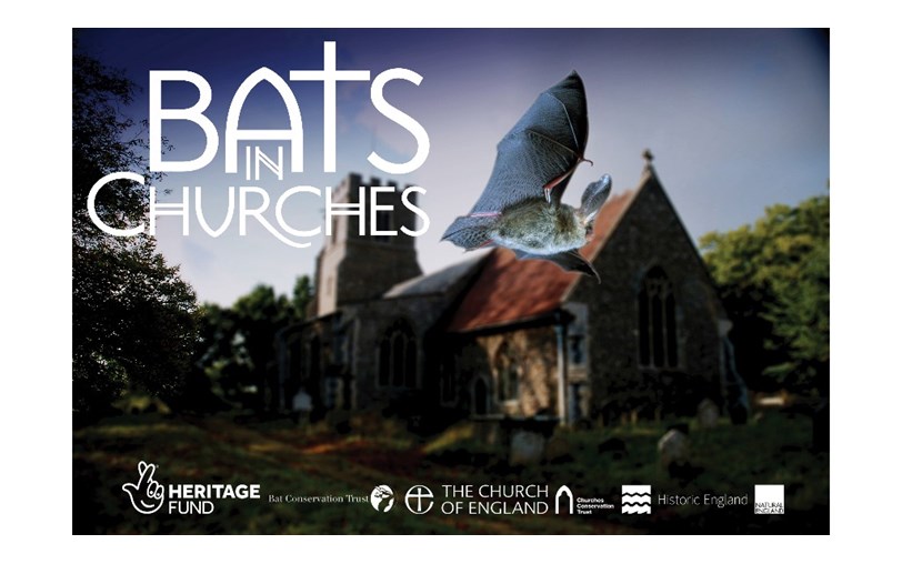 The Bats in Churches Project - JustGiving