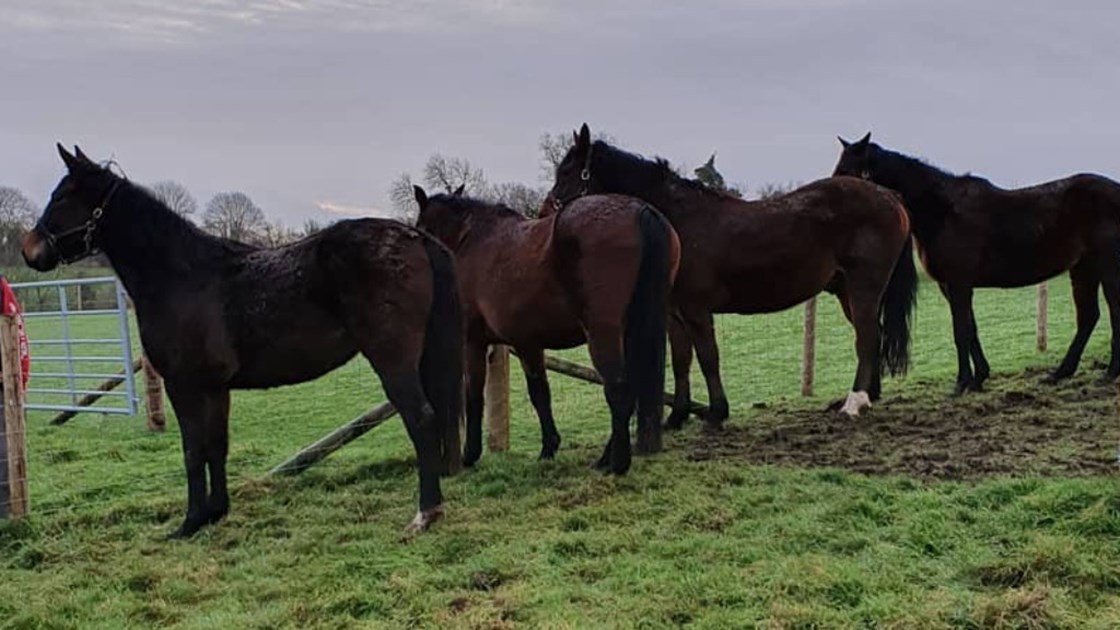 james cobler is fundraising for Coppershell Animal Rescue