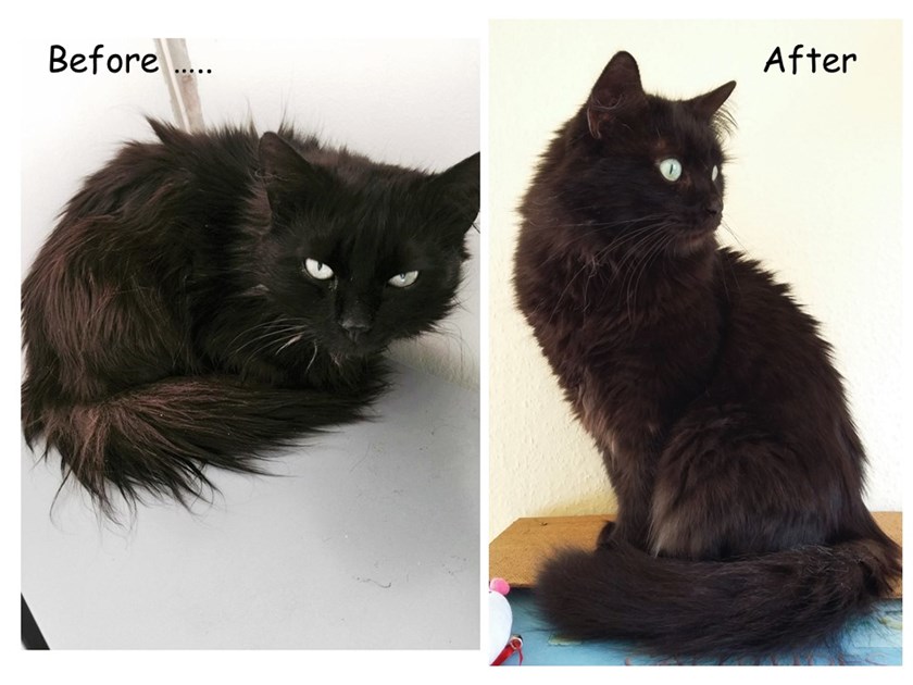 Sharon Broadhurst is fundraising for Cats Protection