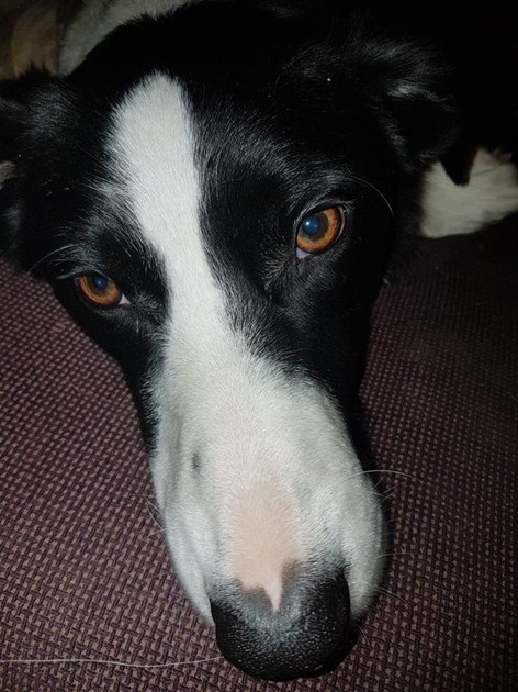 Tracey Hopper is fundraising for Ainmhithe