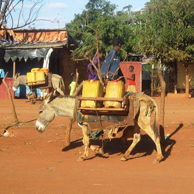 Donkey Sanctuary is fundraising for The Donkey Sanctuary