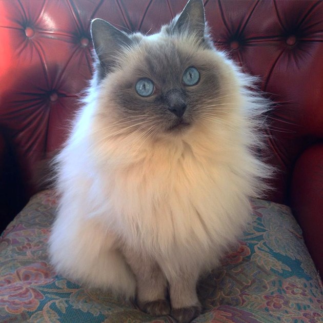 Stacie Murphy is fundraising for Yorkshire Cat Rescue