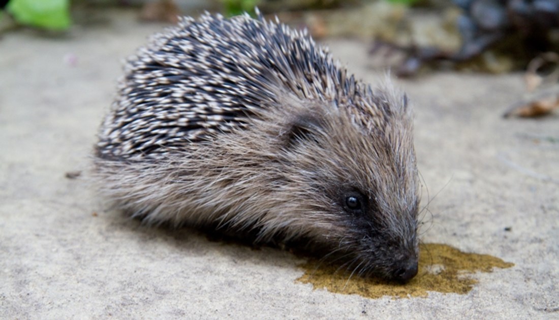 Kate MacRae is fundraising for Tiggywinkles Wildlife Hospital