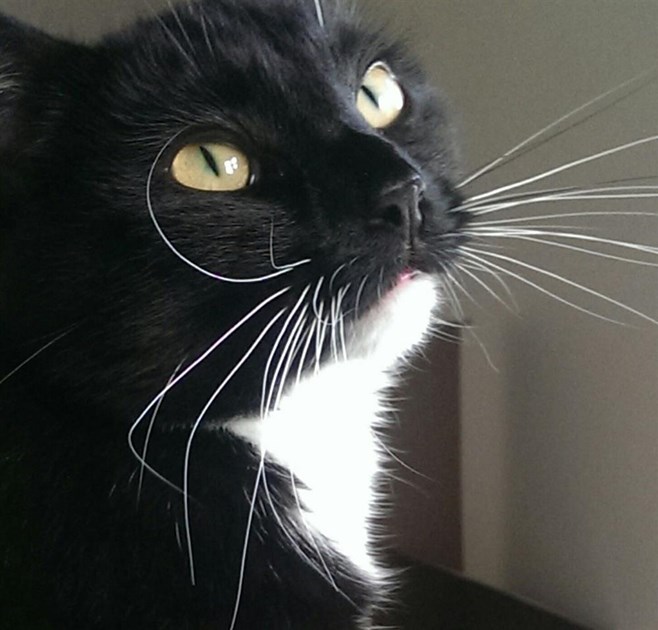 Wendy McQueen is fundraising for Consett Cats