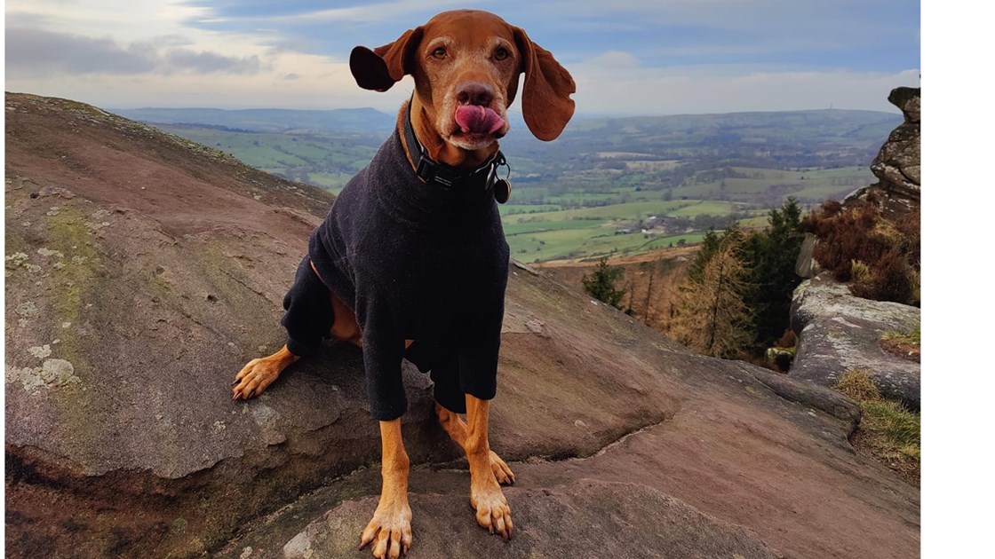 Nick Tooley is fundraising for Medical Detection Dogs