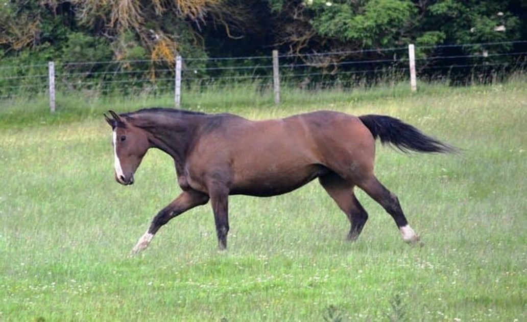 Yvonne Maclean is fundraising for Equine Grass Sickness Fund