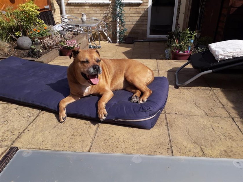 Rochelle Holder is fundraising for Animals In Need Northamptonshire