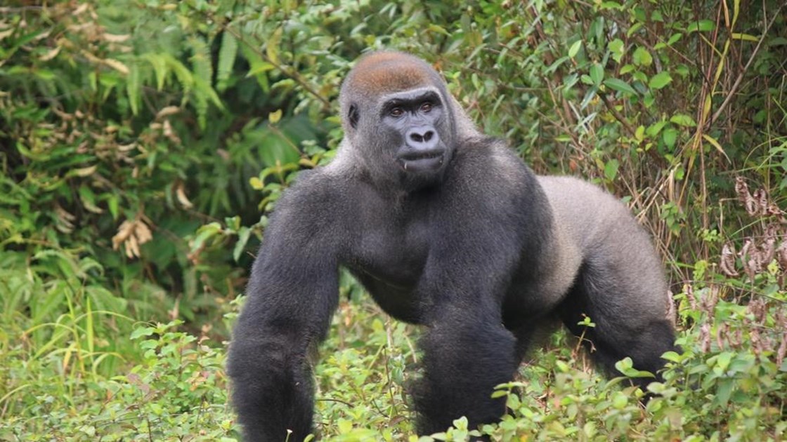 Laura Woodley is fundraising for The Aspinall Foundation