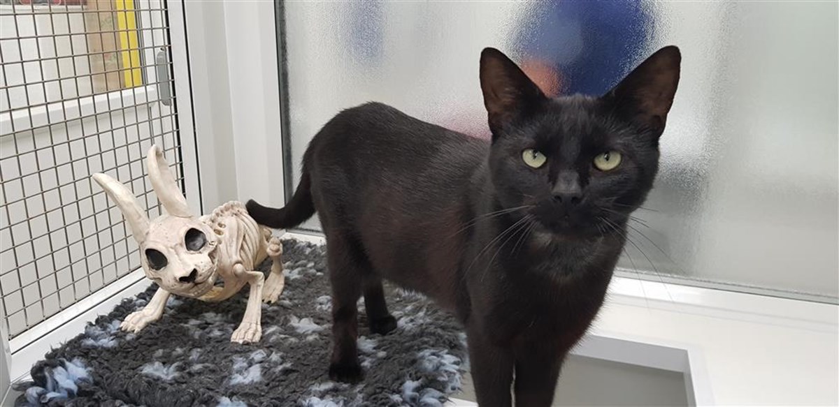 Susie Hughes is fundraising for RSPCA Manchester and Salford