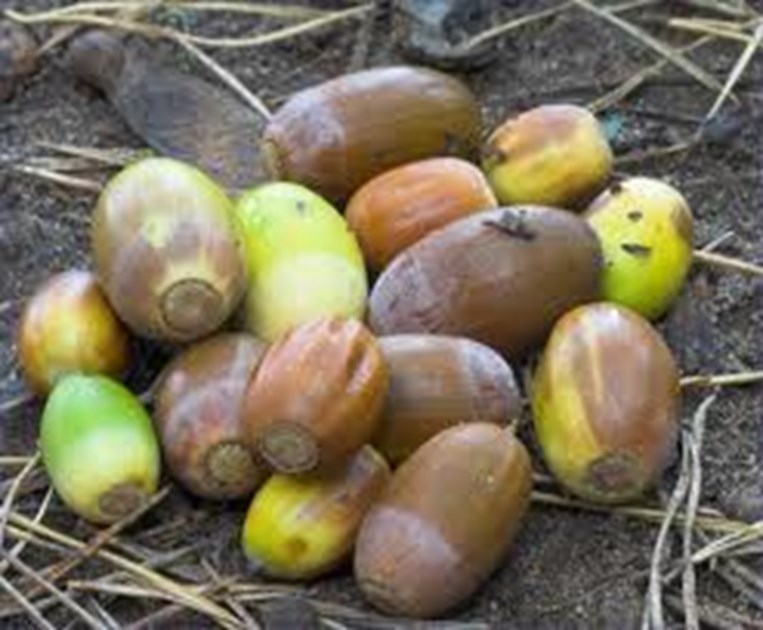 Vicki Foley is fundraising for Acorns Children's Hospice Trust