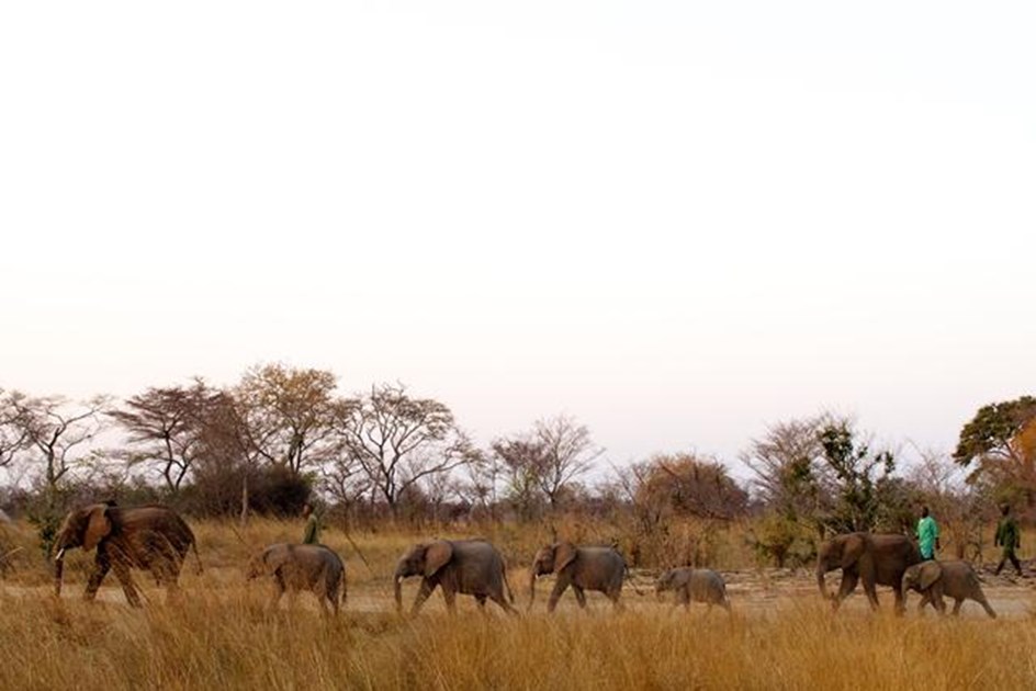 Gabriel Phiri is fundraising for David Shepherd Wildlife Foundation
