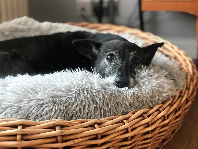 Andrea Short is fundraising for Action Aid for Animals (AAFA)