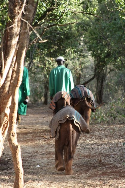 anna schumann is fundraising for Sheldrick Wildlife Trust UK