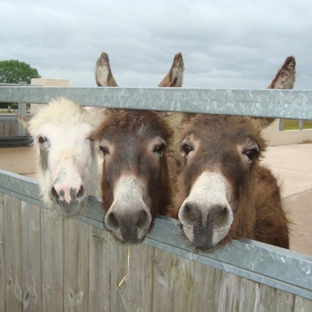 Donkey Sanctuary is fundraising for The Donkey Sanctuary
