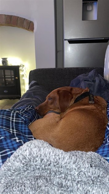 Jamie Bowe is fundraising for Battersea