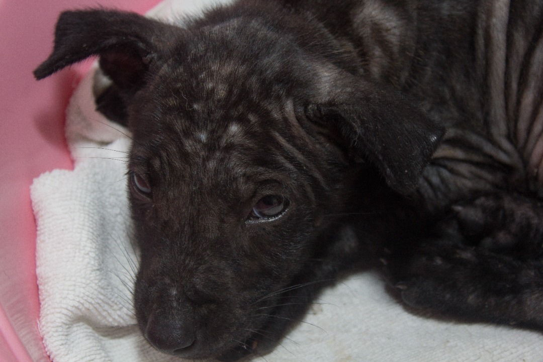 URGENT APPEAL: Puppies and mother dogs rescued from the streets of ...