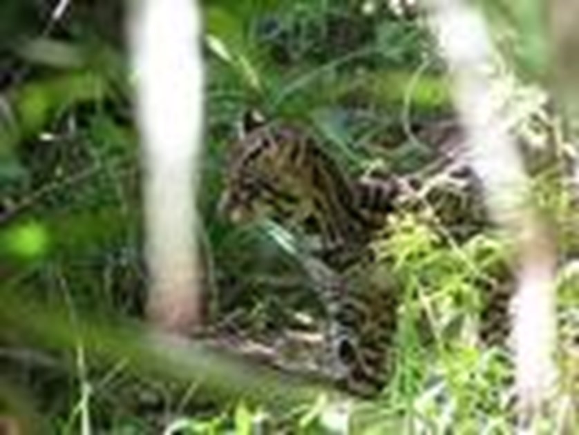 Charlie Oxley is fundraising for The Operation Wallacea Trust