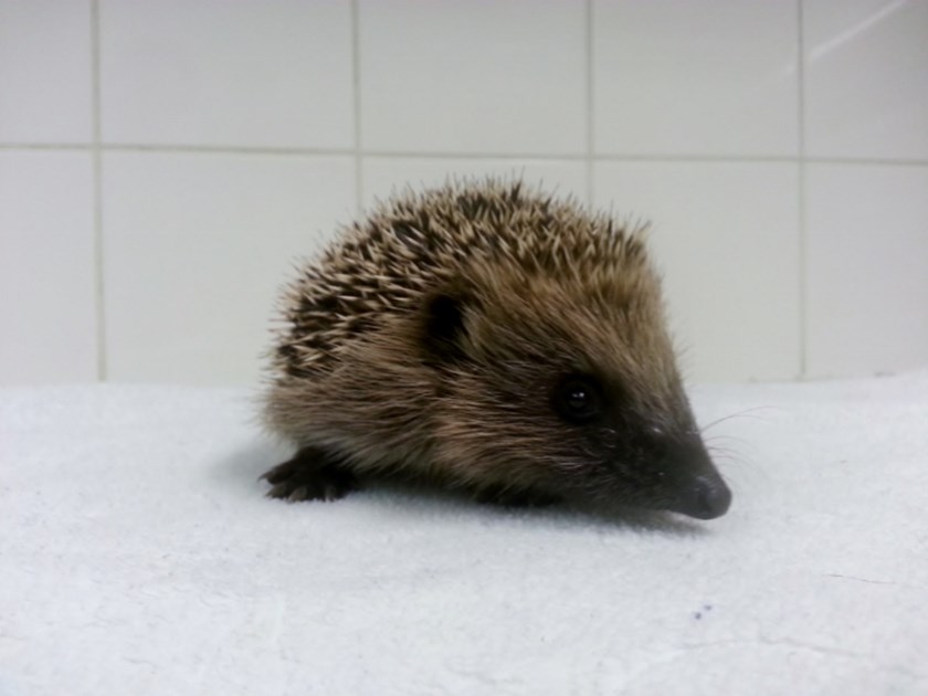 HART Wildlife is fundraising for Hart Wildlife Rescue