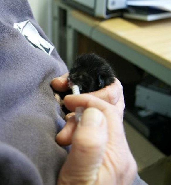 Sadie Lindley is fundraising for Society For Abandoned Animals