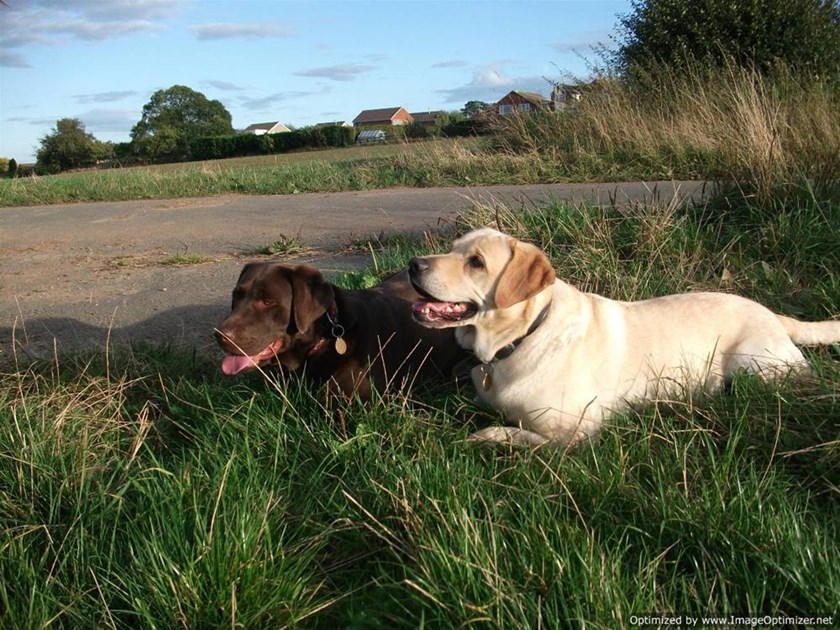 Lynn Booker is fundraising for Dogs Trust