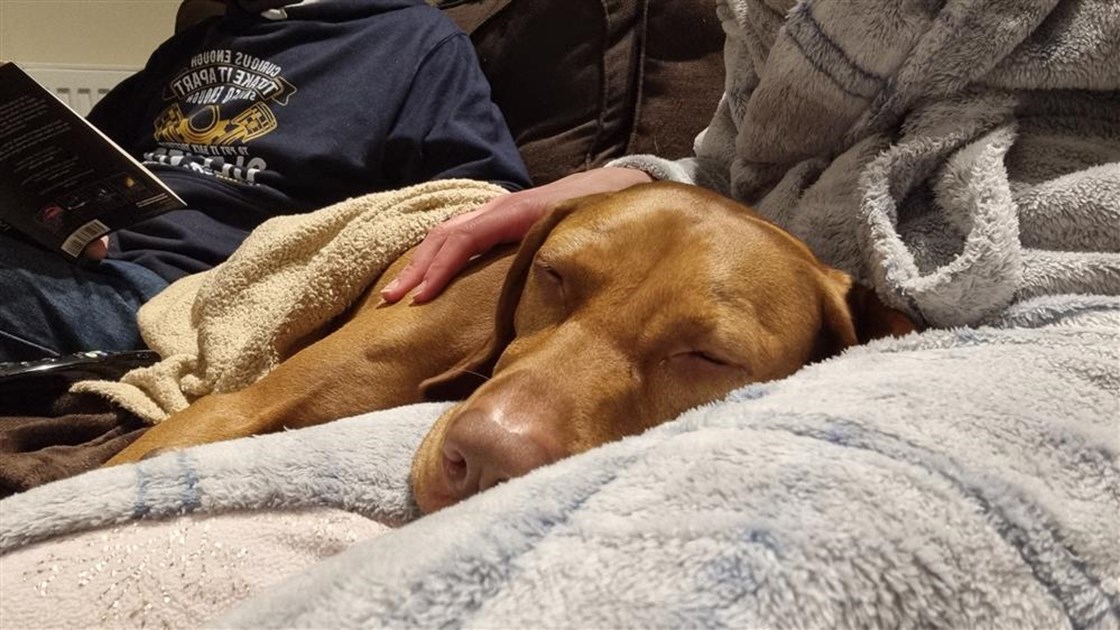 Sarah Semmens is fundraising for Vizsla Welfare