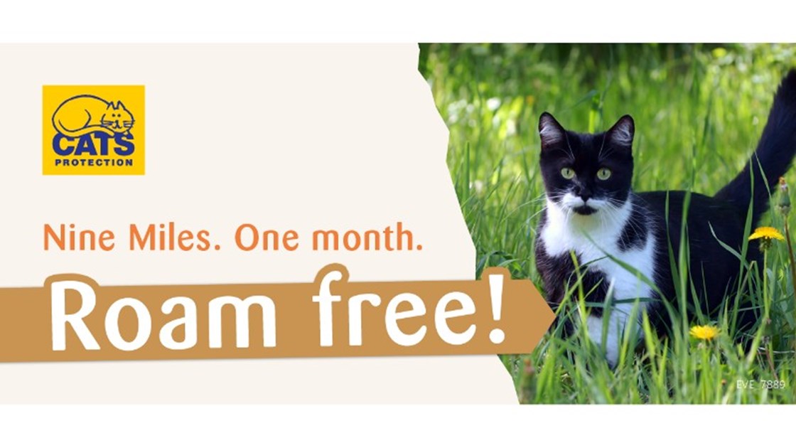 Tabby Cat is fundraising for Cats Protection