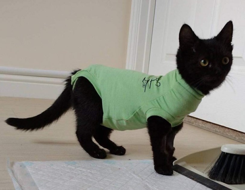 Gwent CatsProtection is fundraising for Cats Protection