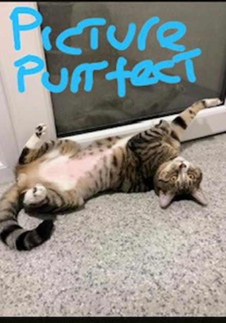 North West London Cats Protection is fundraising for Cats Protection