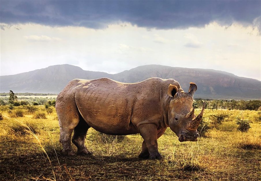 Sam Rodwell is fundraising for Save the Rhino International