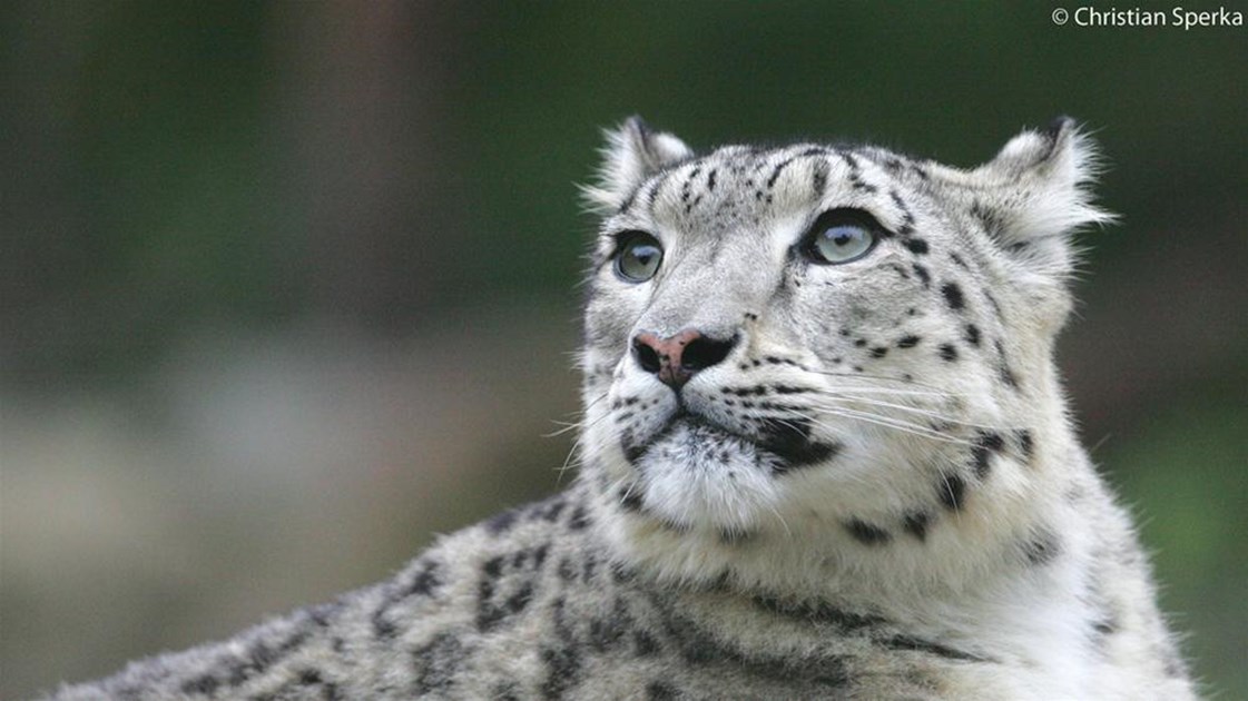 Panthera Wildlife Trust is fundraising for Panthera Wildlife Trust