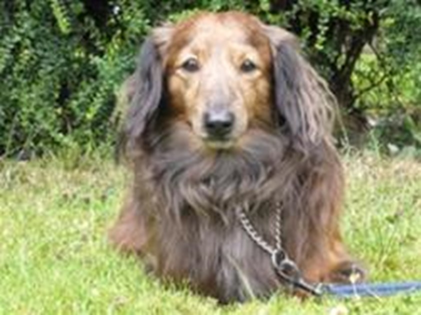 Helen Tuite is fundraising for RSPCA