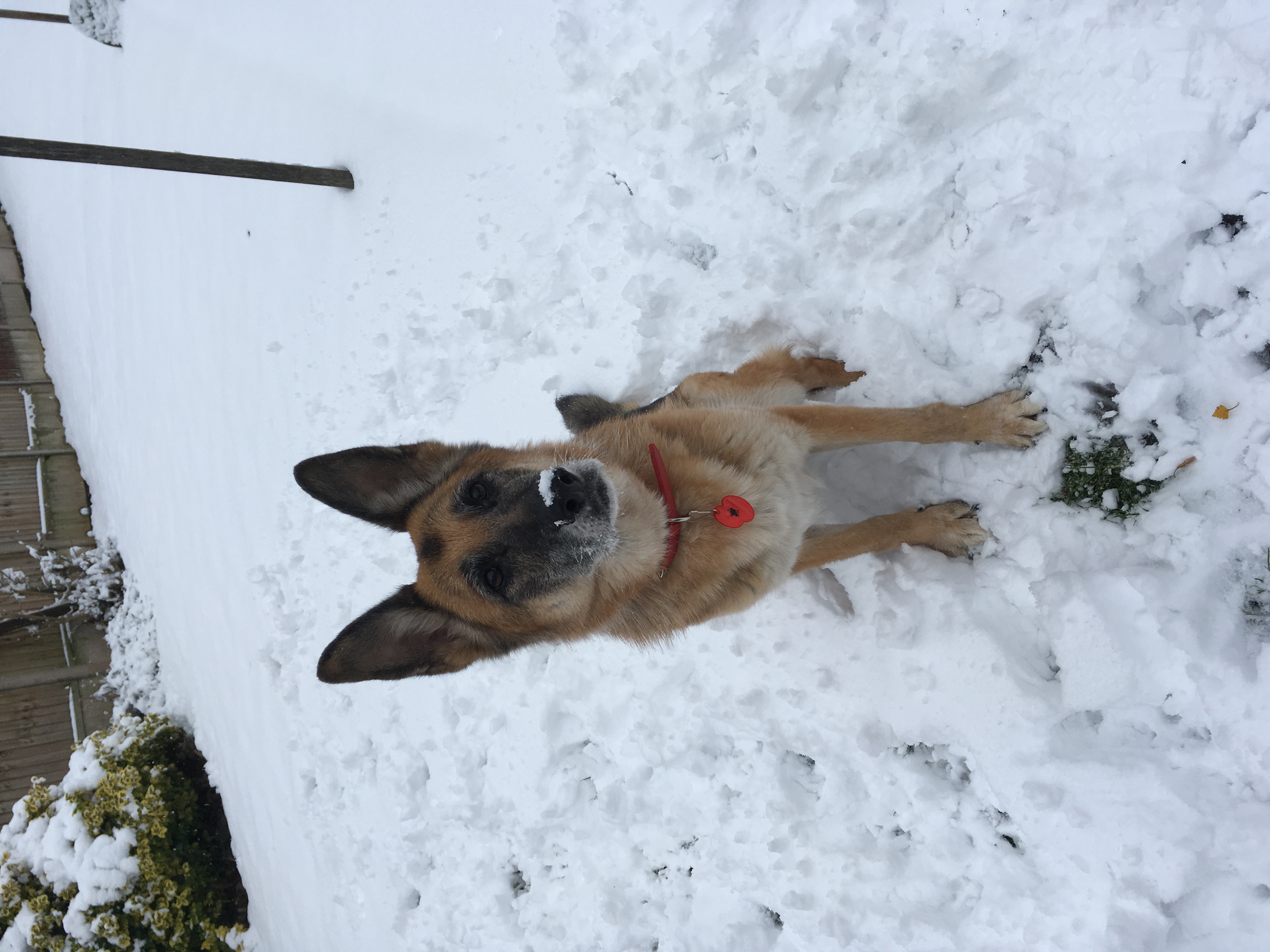 Lisa Dorman is fundraising for Cancer Research UK