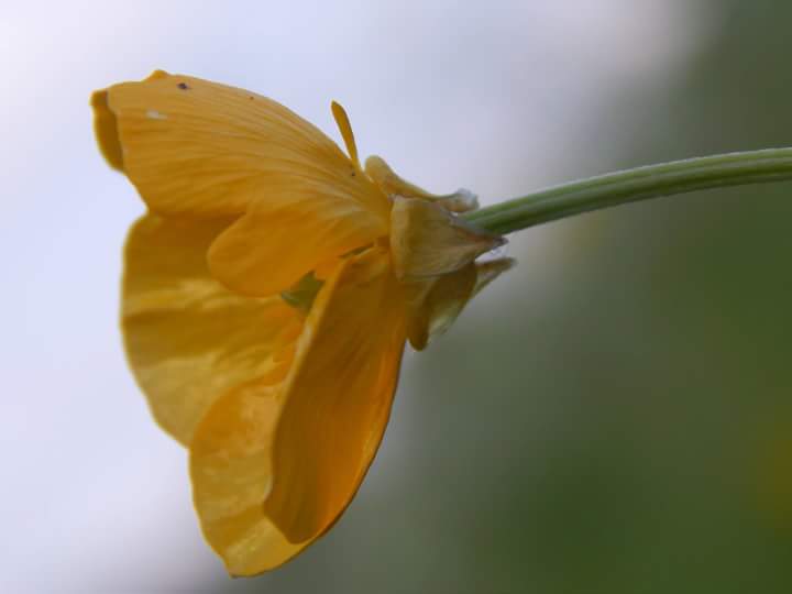 Kacie Wilson is fundraising for British Heart Foundation