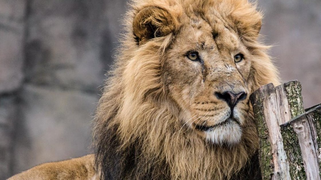 George Spooner is fundraising for Zoological Society Of London