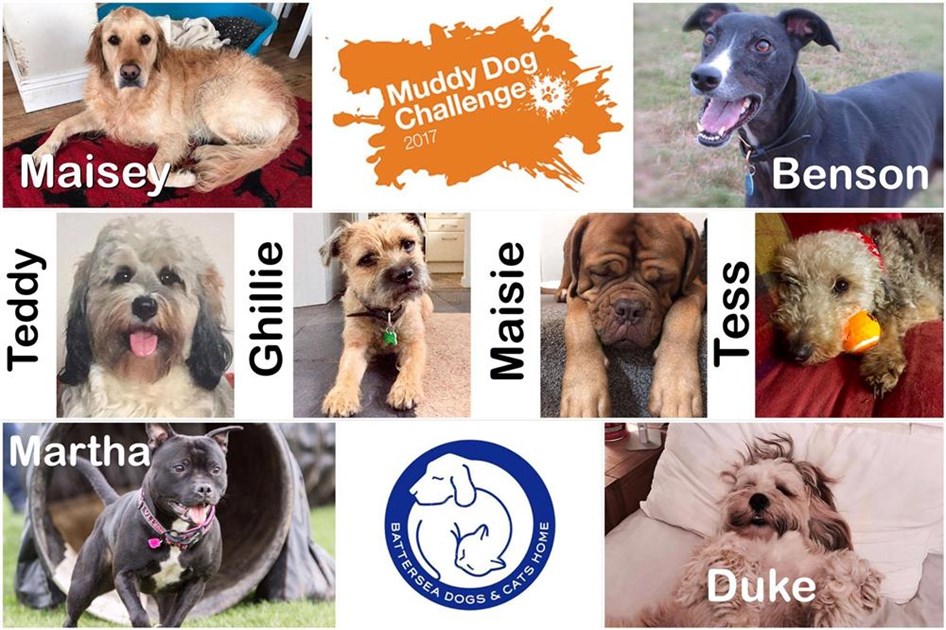 Rachel Rice-Ault is fundraising for Battersea