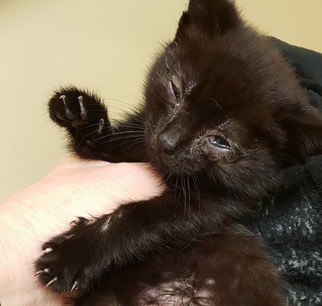 Gwent CatsProtection is fundraising for Cats Protection
