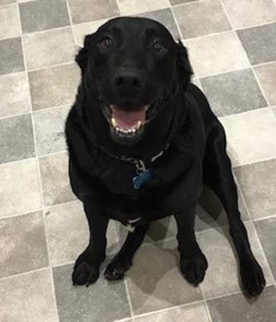 Oscar Gardner is fundraising for Dogs Trust