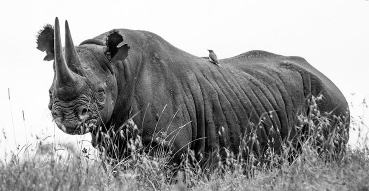 Sam Rodwell is fundraising for Save the Rhino International