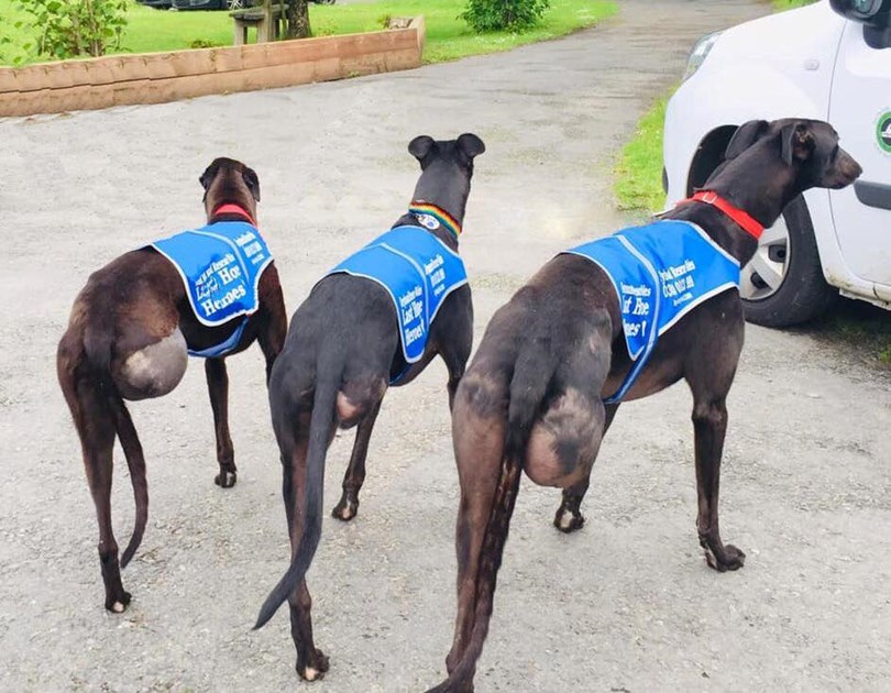 ANN SAVAGE-LEWIS is fundraising for GREYHOUND RESCUE WALES